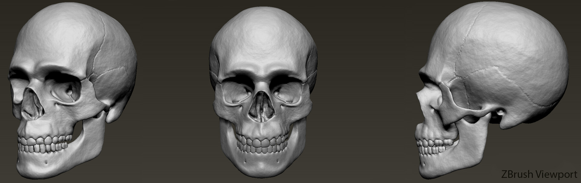 ArtStation - Human skull study