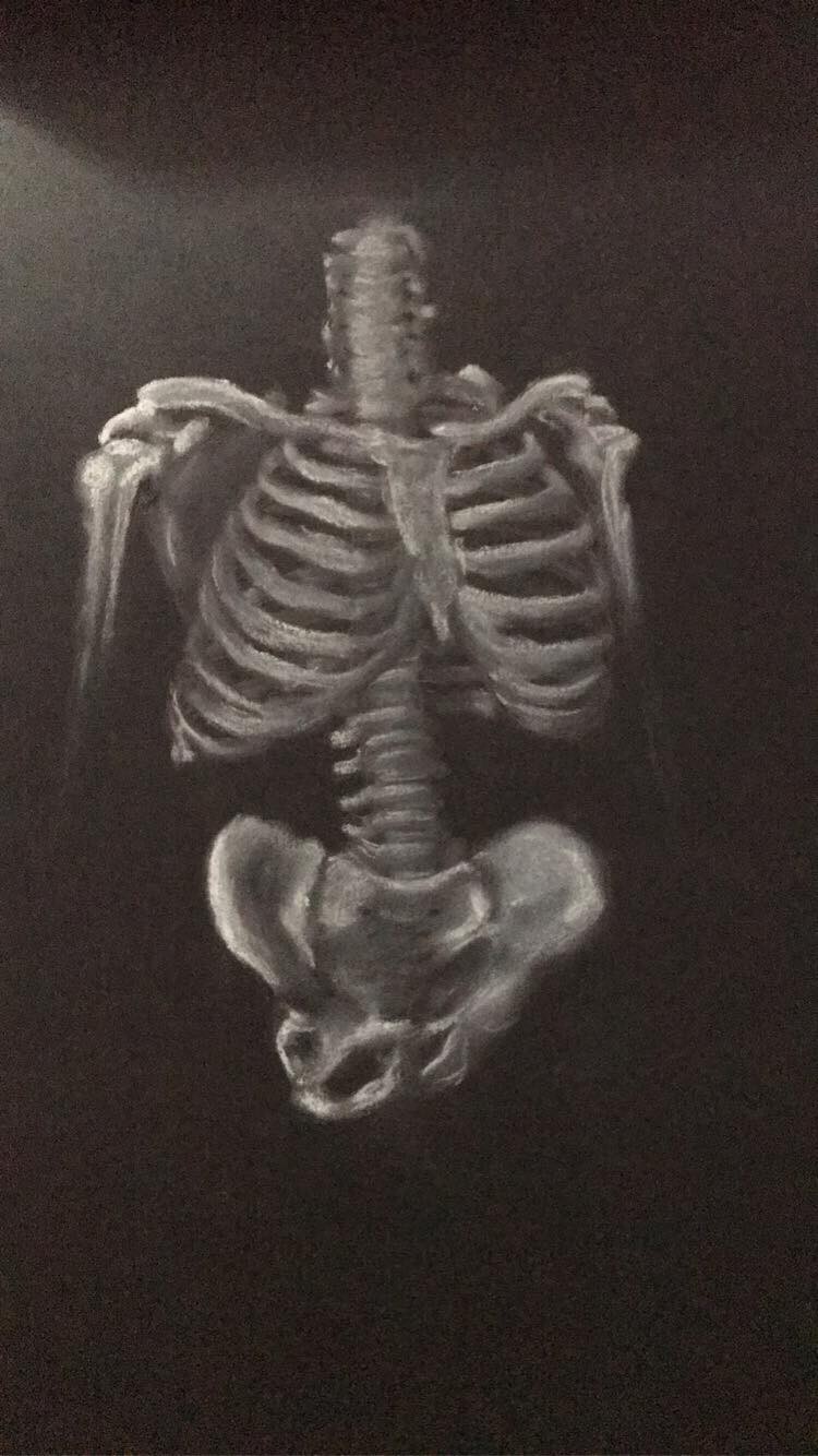 Elizabeth Blais - skeleton mid section study