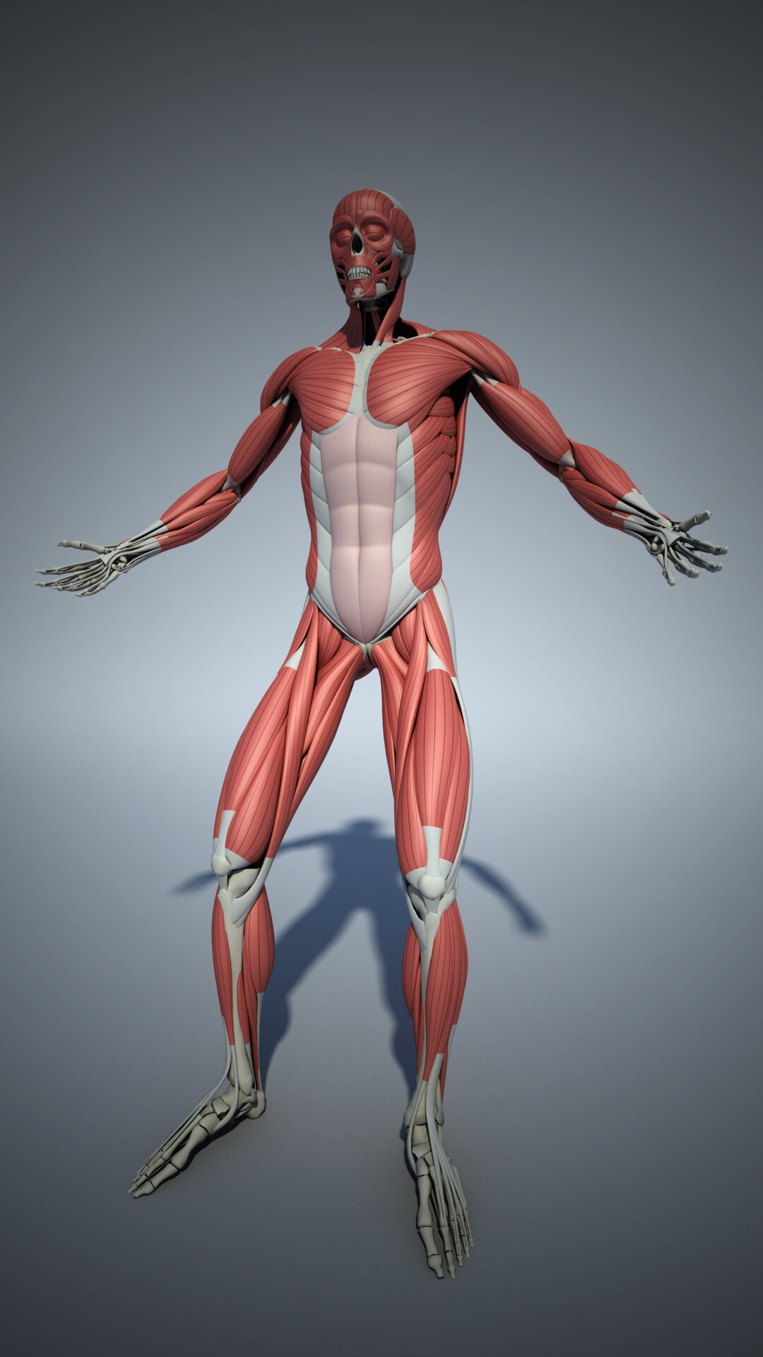 Human Anatomy Project Model at Mickey Munos blog