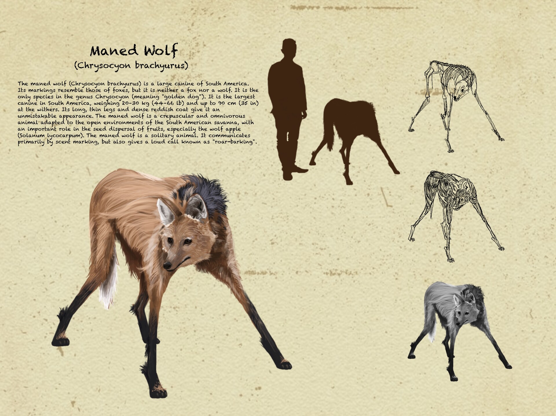 ArtStation - Maned Wolf