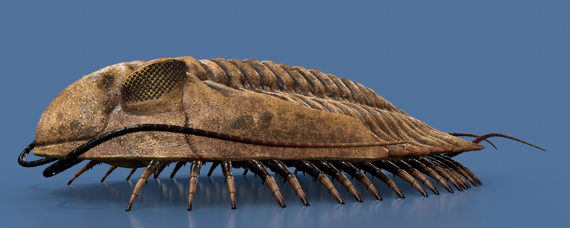 Omar-Kamel - Greenops Trilobite