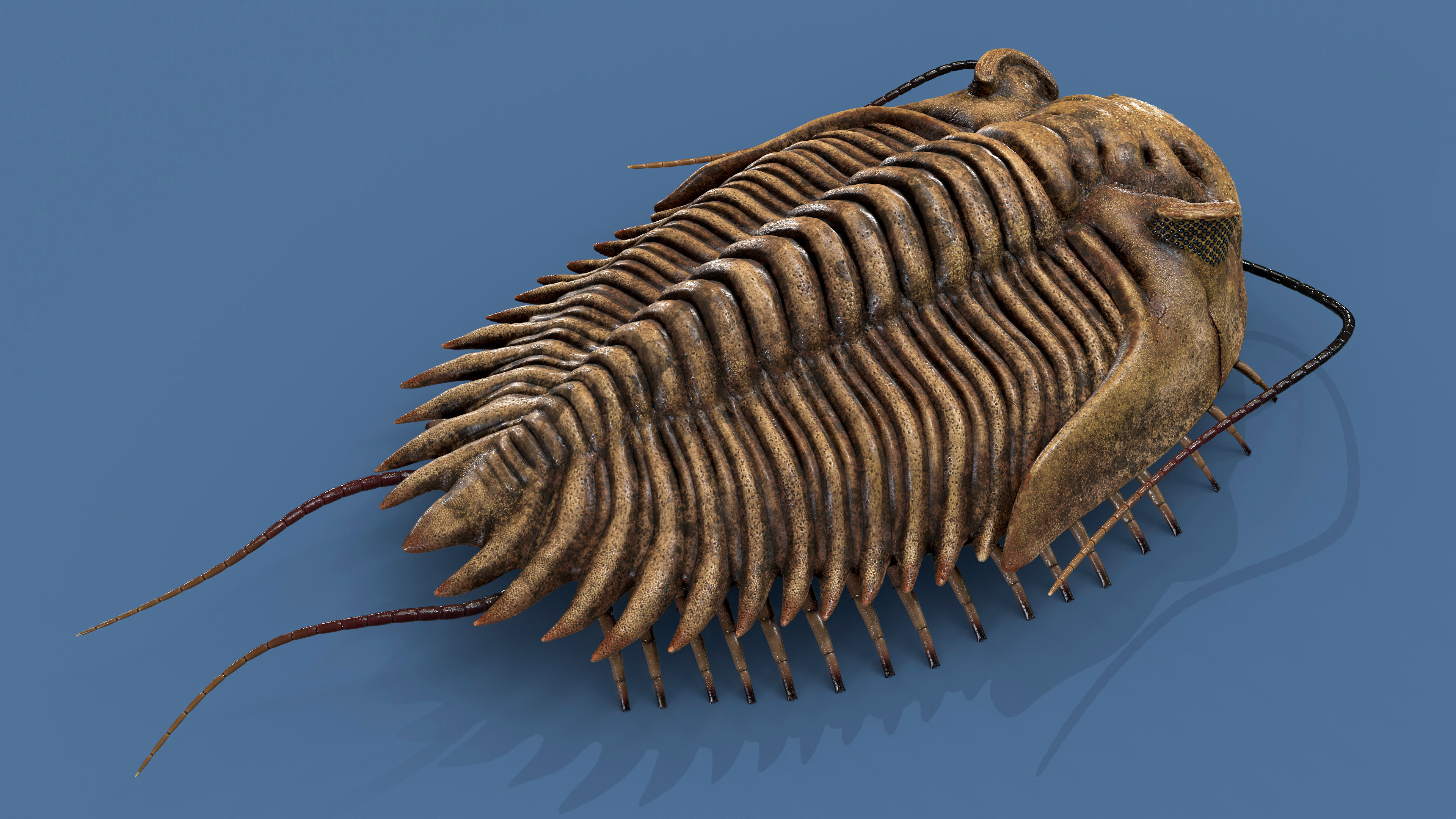 Omar-Kamel - Greenops Trilobite