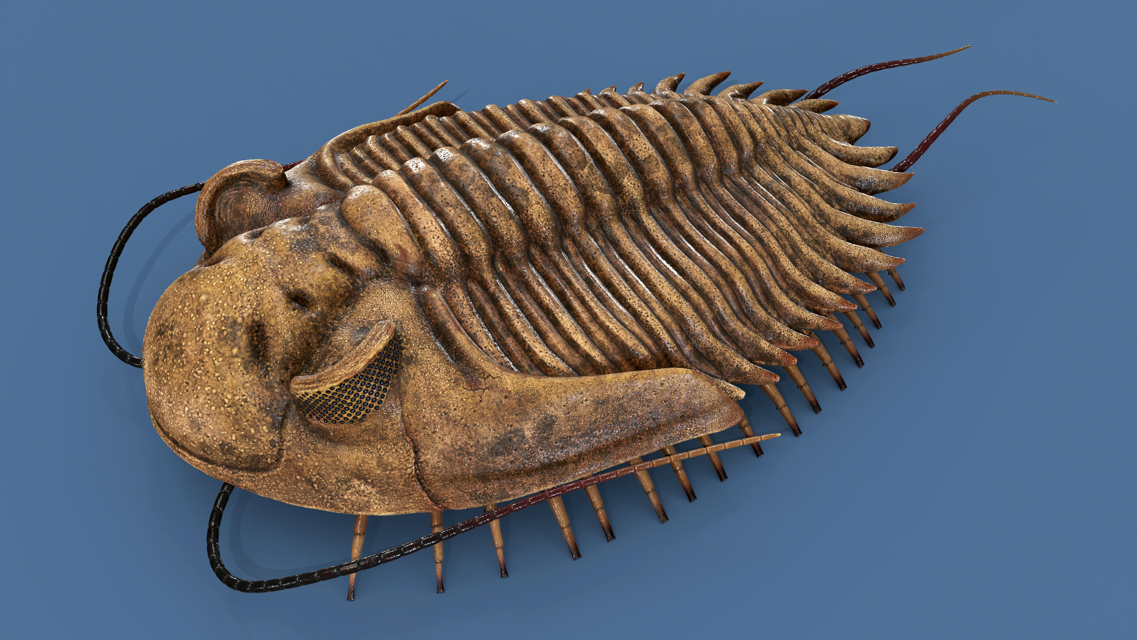 Omar-Kamel - Greenops Trilobite