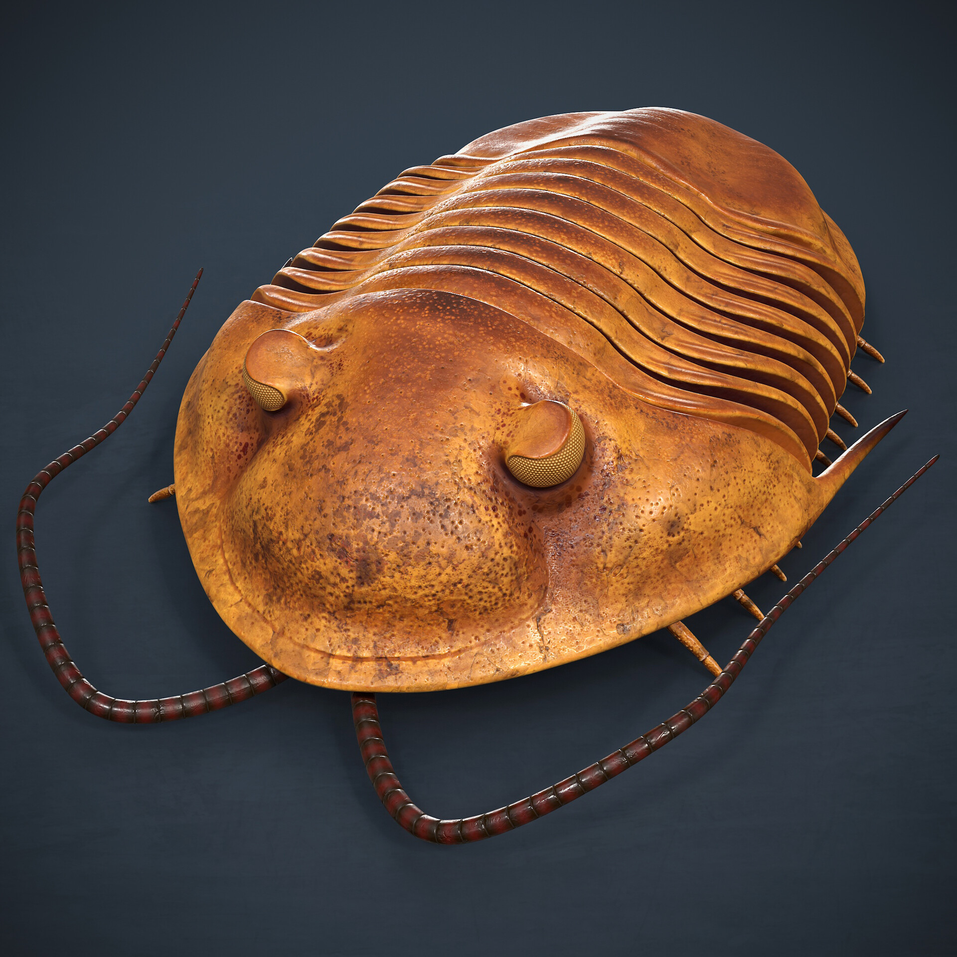 ArtStation - Isotelus Trilobite