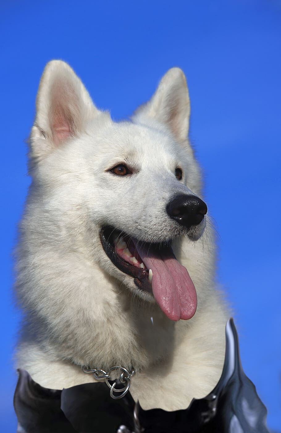 ArtStation - White shepherd wearing a police dog cape vest (photoshopped).