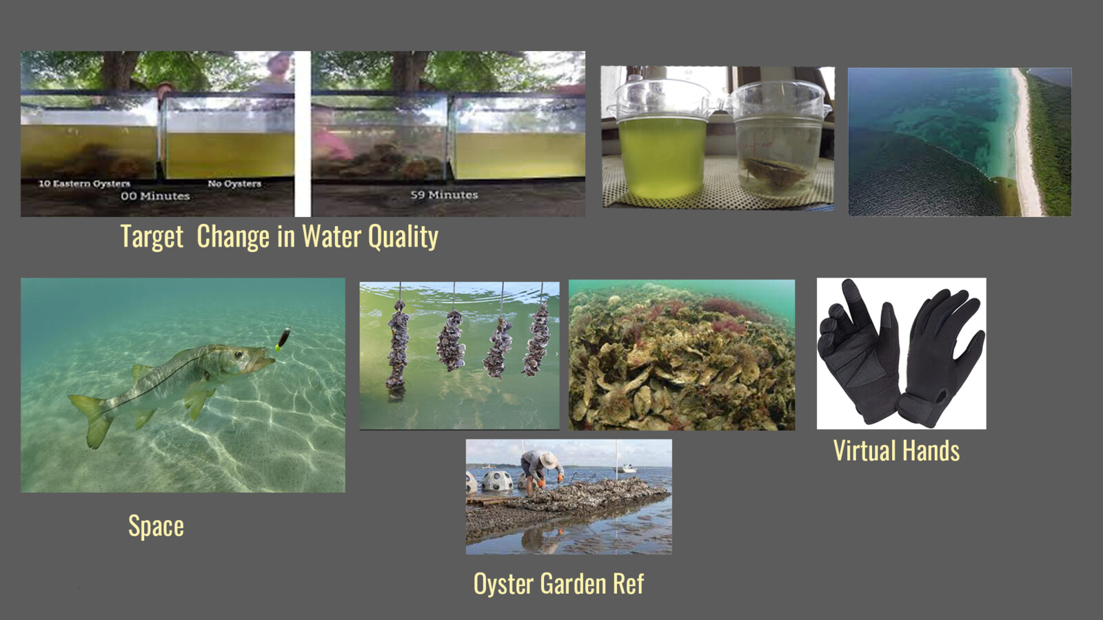 Devin Gregg - VR Experience about Vertical Oyster Gardens