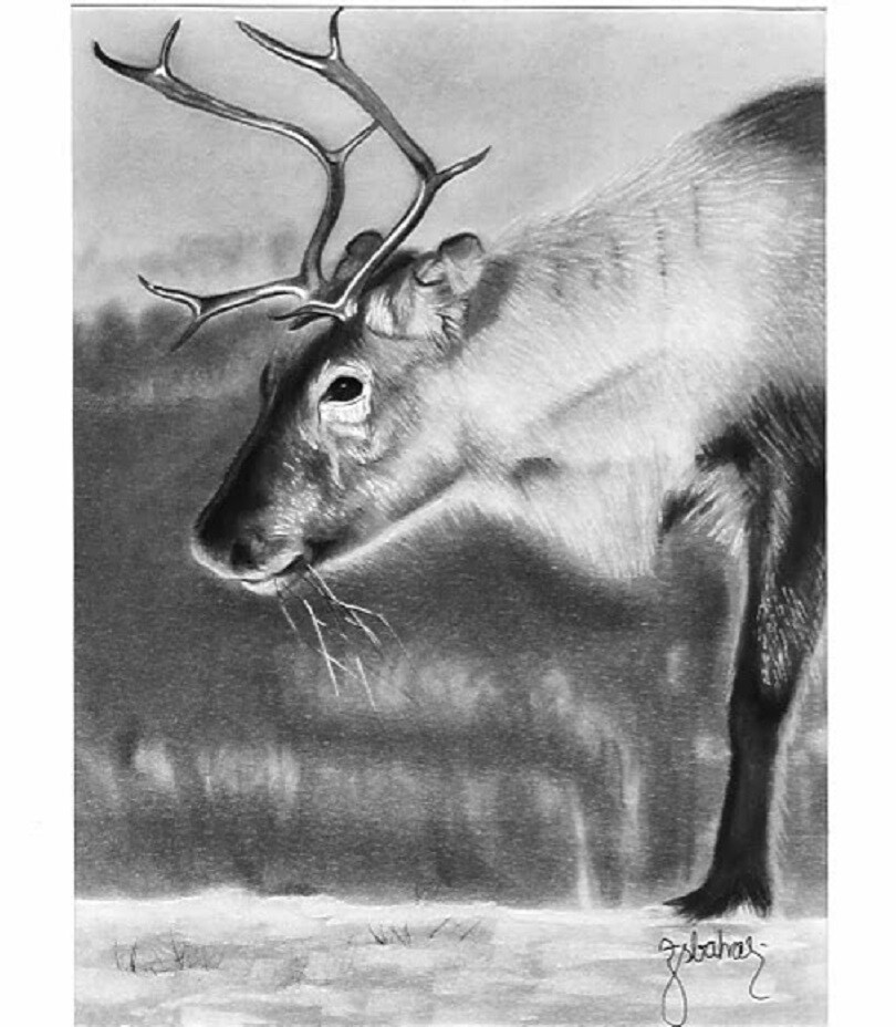 ArtStation - Reindeer 15x21 cm graphite drawing