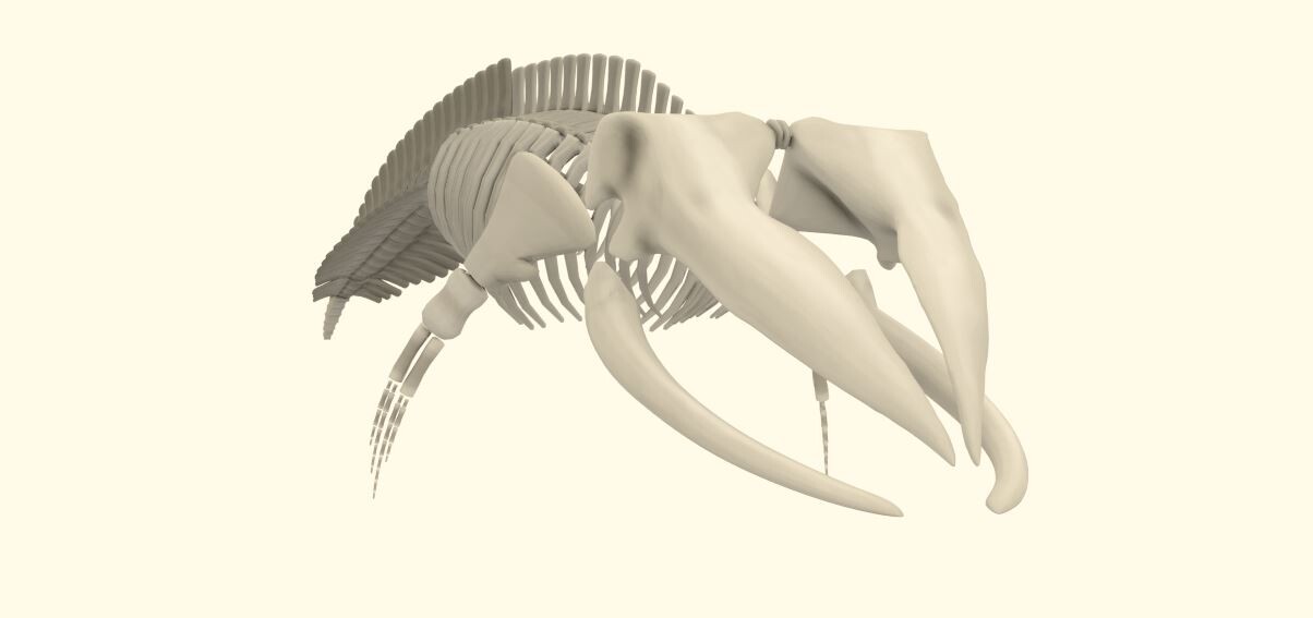 ArtStation - Whale Skeleton 3D model