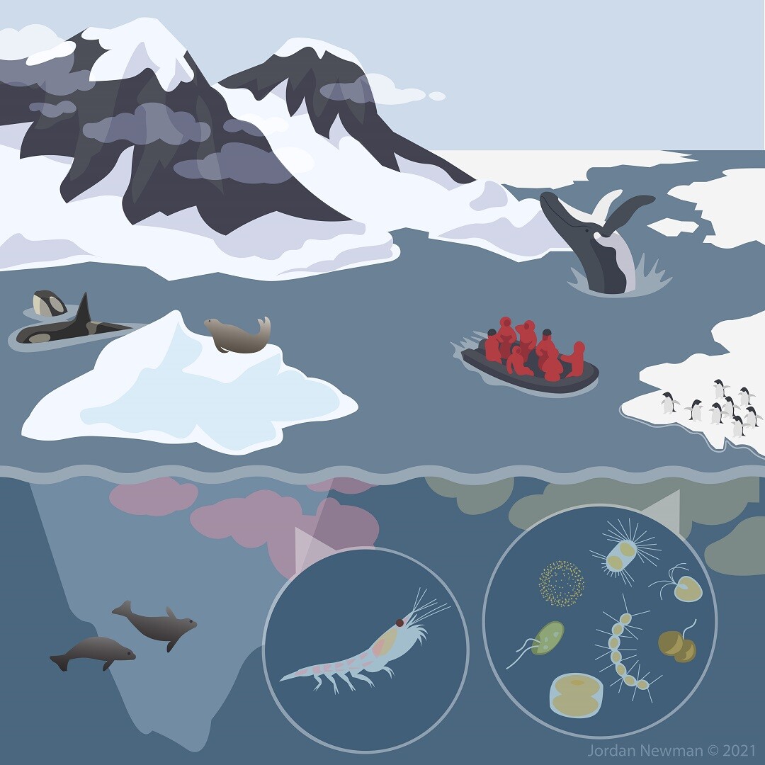 ArtStation - Antarctic Phytoplankton Project Illustrations