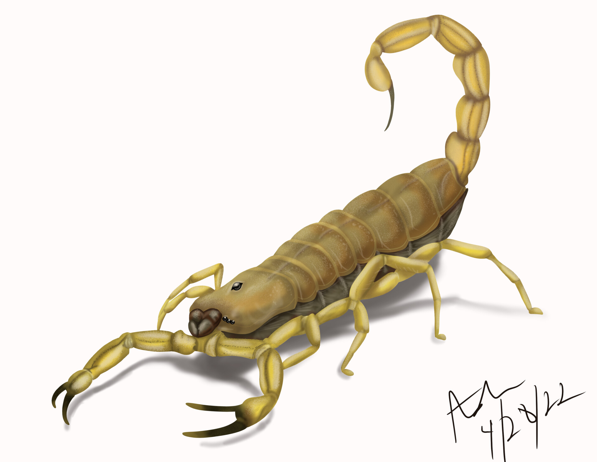 ArtStation - Scorpian