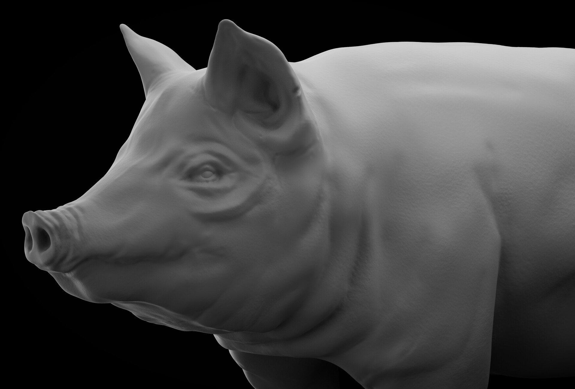 ArtStation - Pig anatomy (bones muscles and skin )