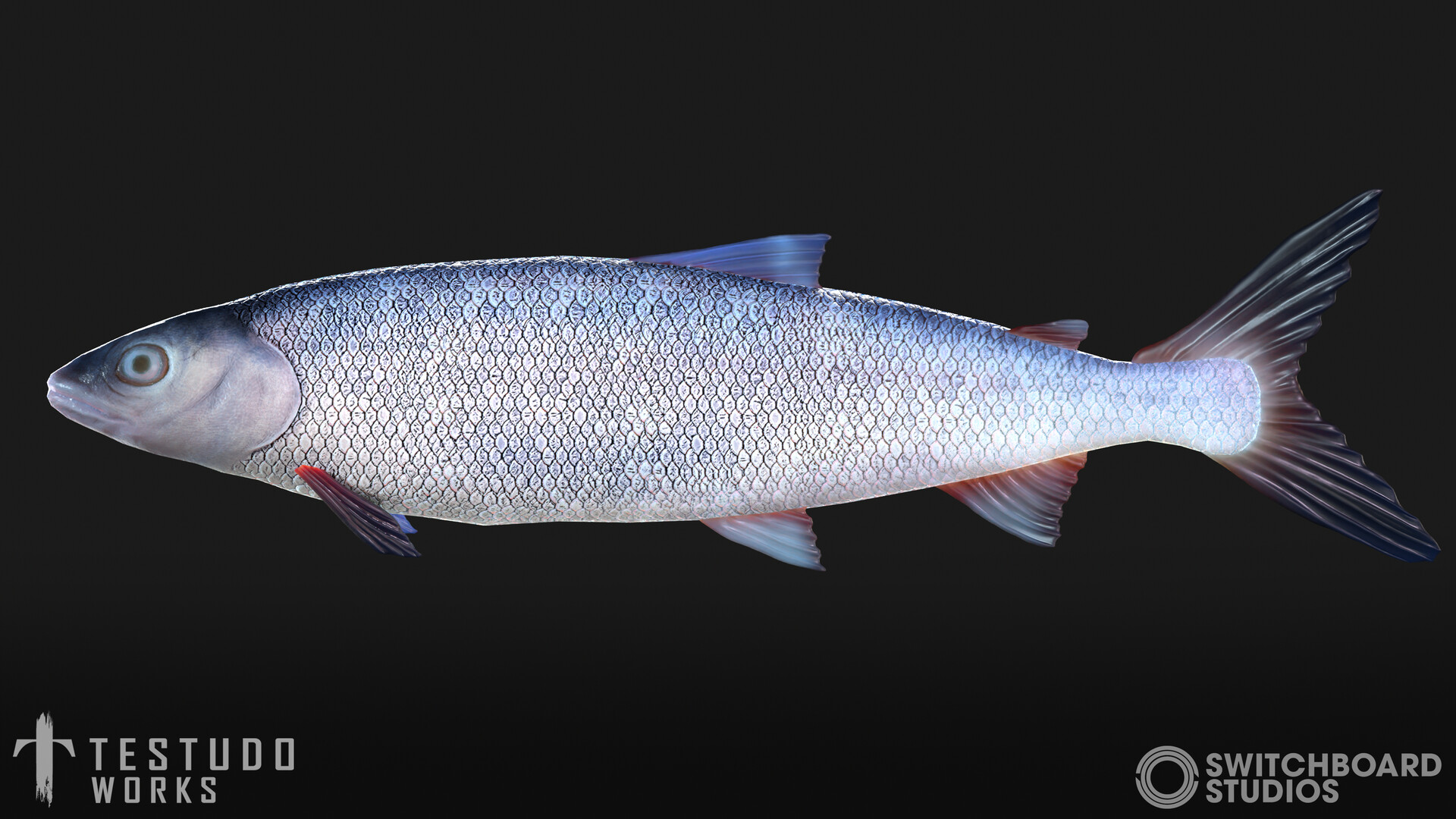 Lim Eric Harianto - White Fish - FreshWaterFish Pack