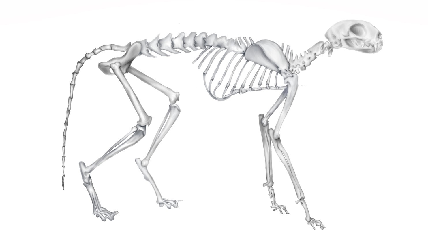 cat skeleton drawing reference