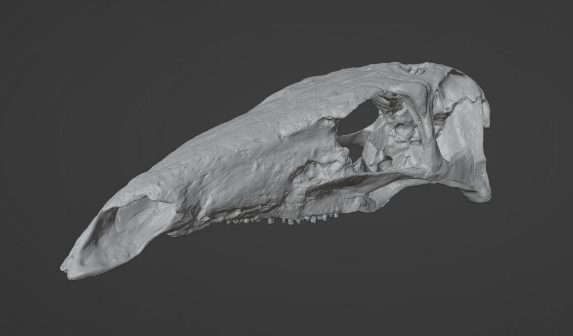 ArtStation - Stegosaurus Skull Laser Scan