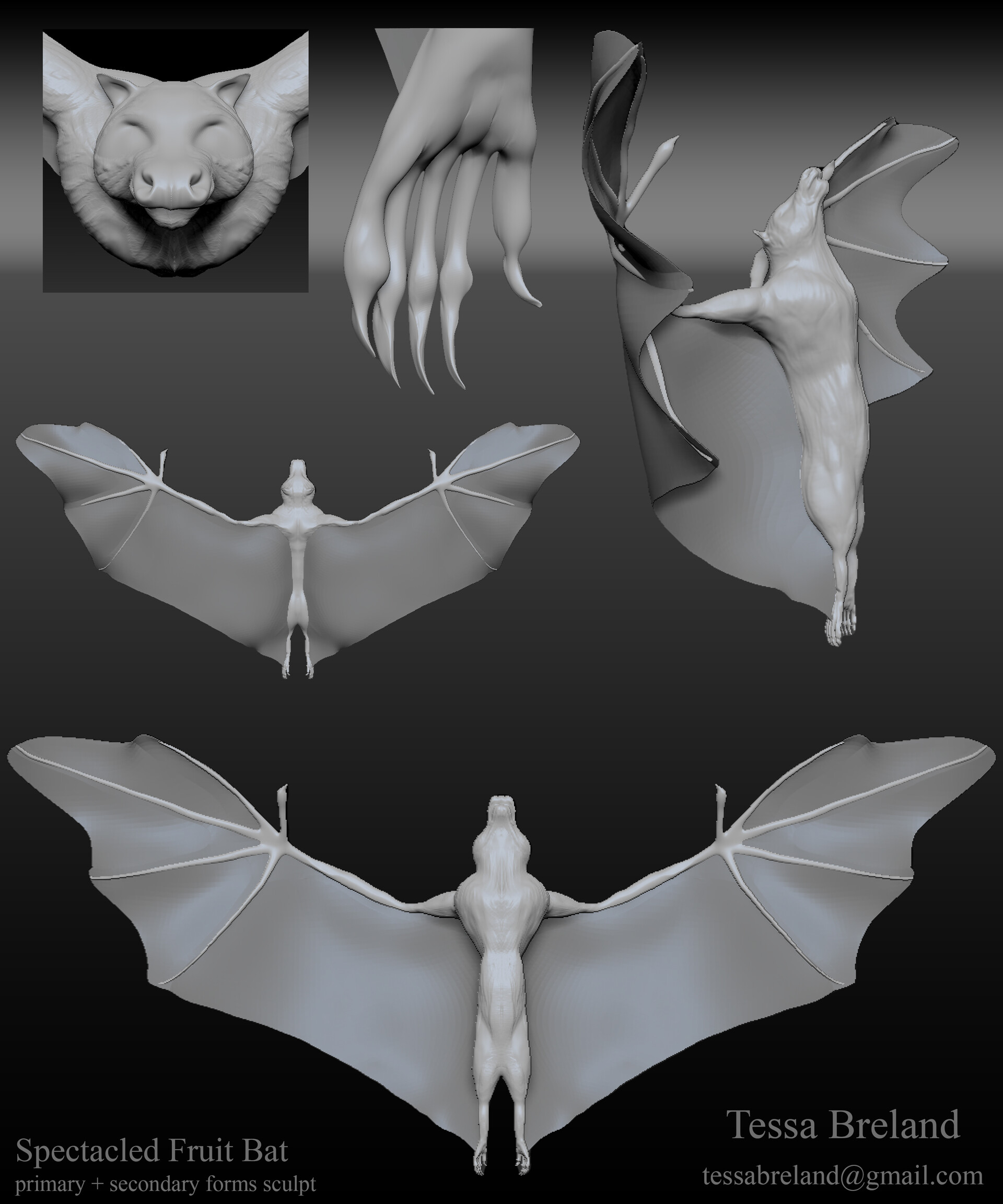 ArtStation - Spectacled Flying Fox (Fruit Bat) Primary and Secondary Form Sculpt
