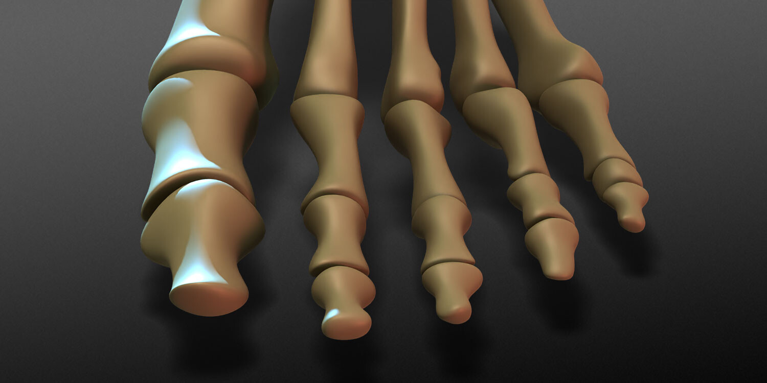Skeleton Foot Model