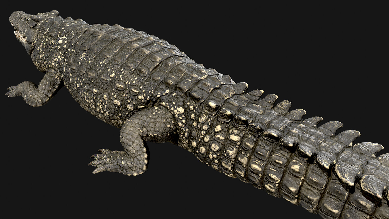 George Notas - Nile Crocodile