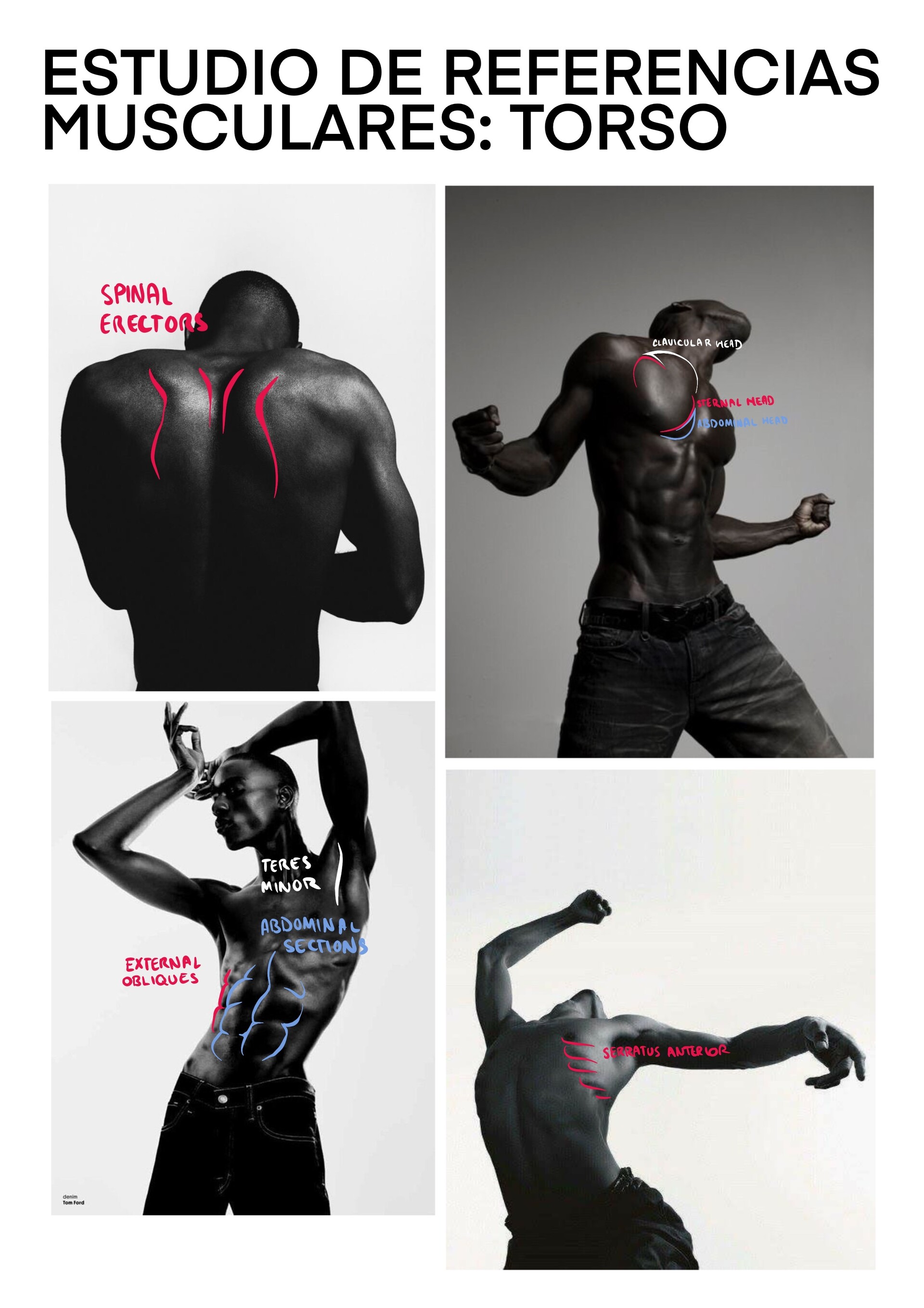 ArtStation - Torso Anatomy Studies