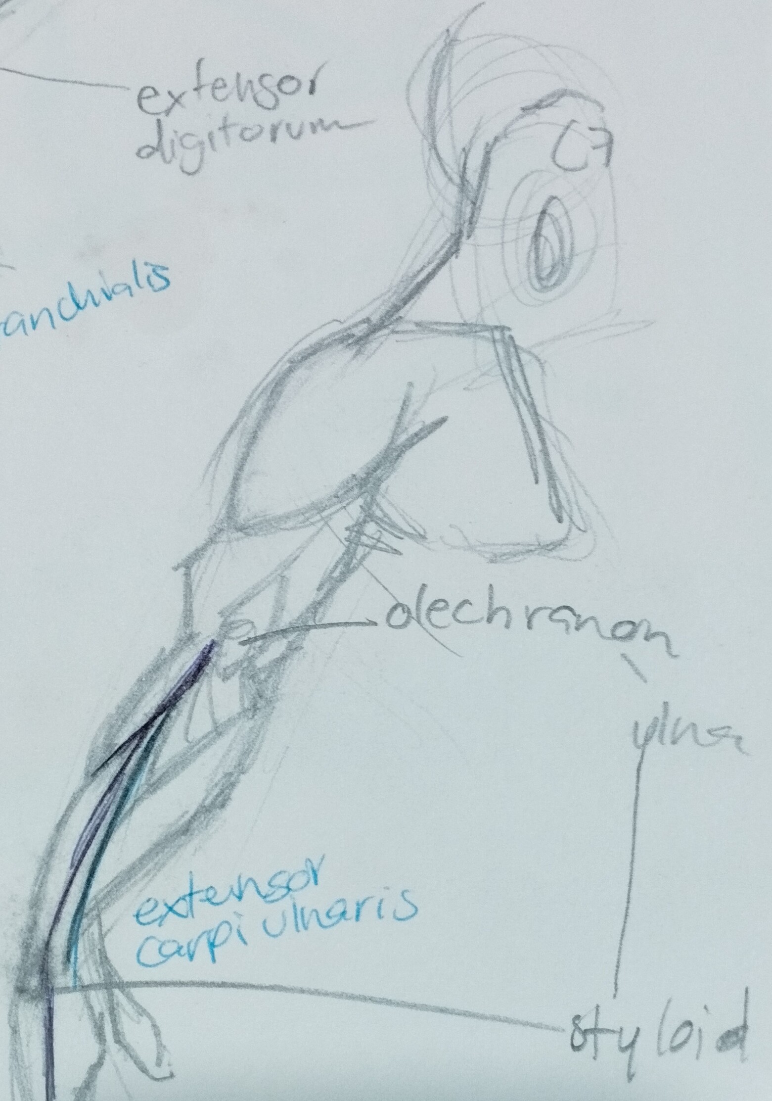 ArtStation - Estudio: Brazo