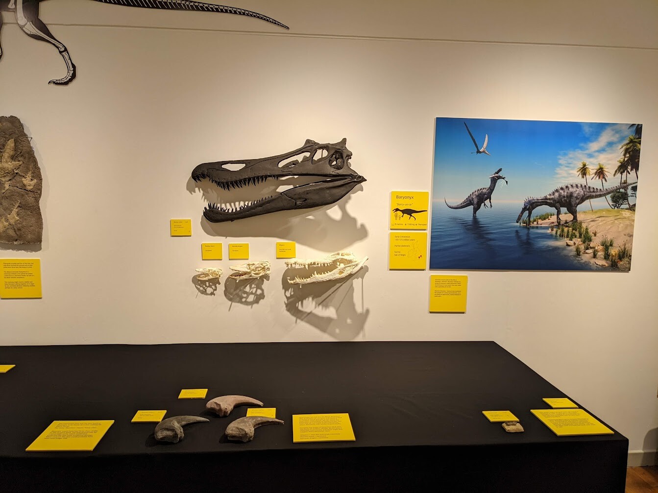 Oakyere - Baryonyx Skull