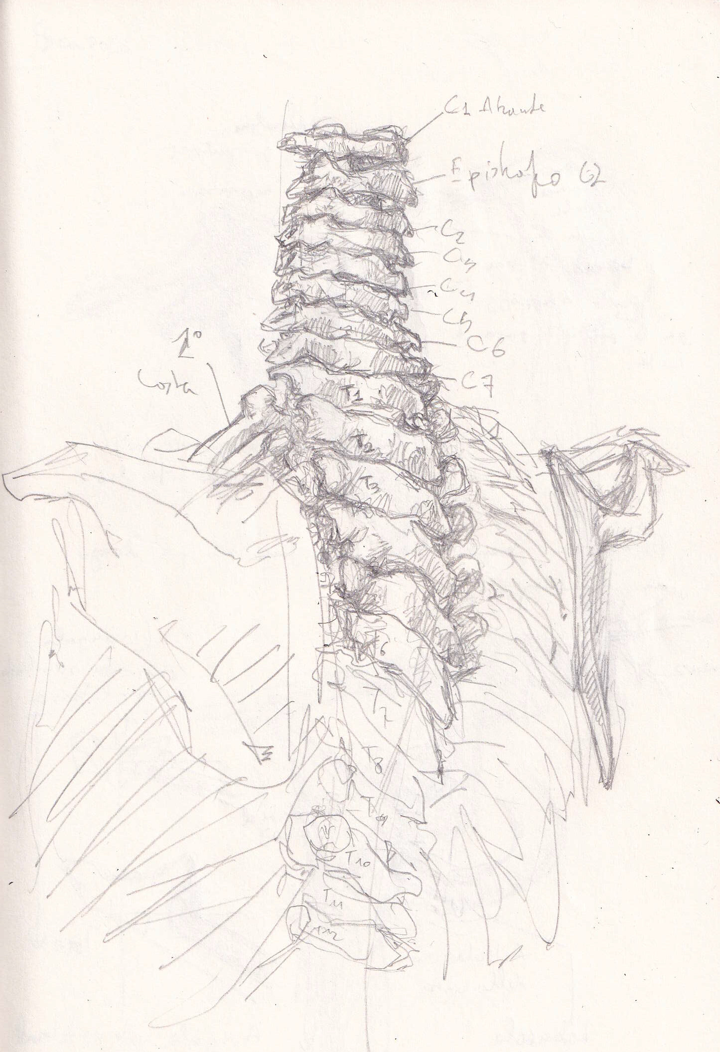 ArtStation - Vertebral column (postero-lateral view)