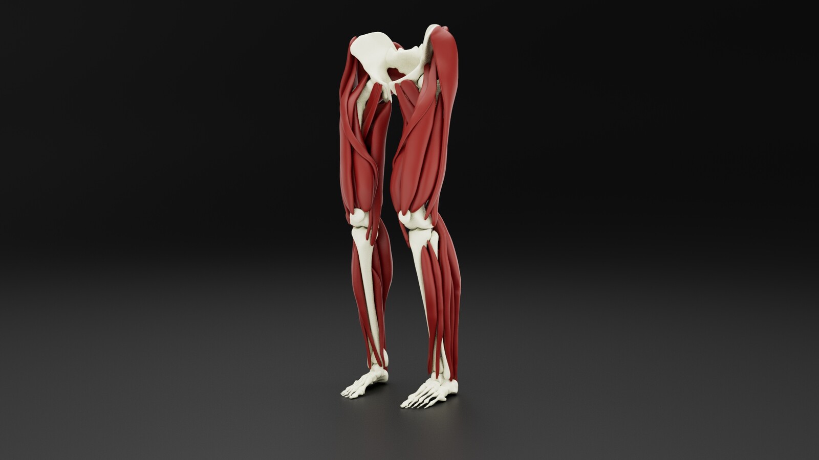 Senne Borre - Houdini Vellum Muscle Simulation