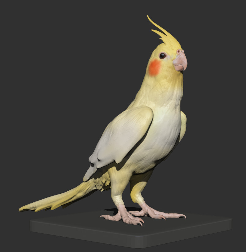 ArtStation - Cockatiel
