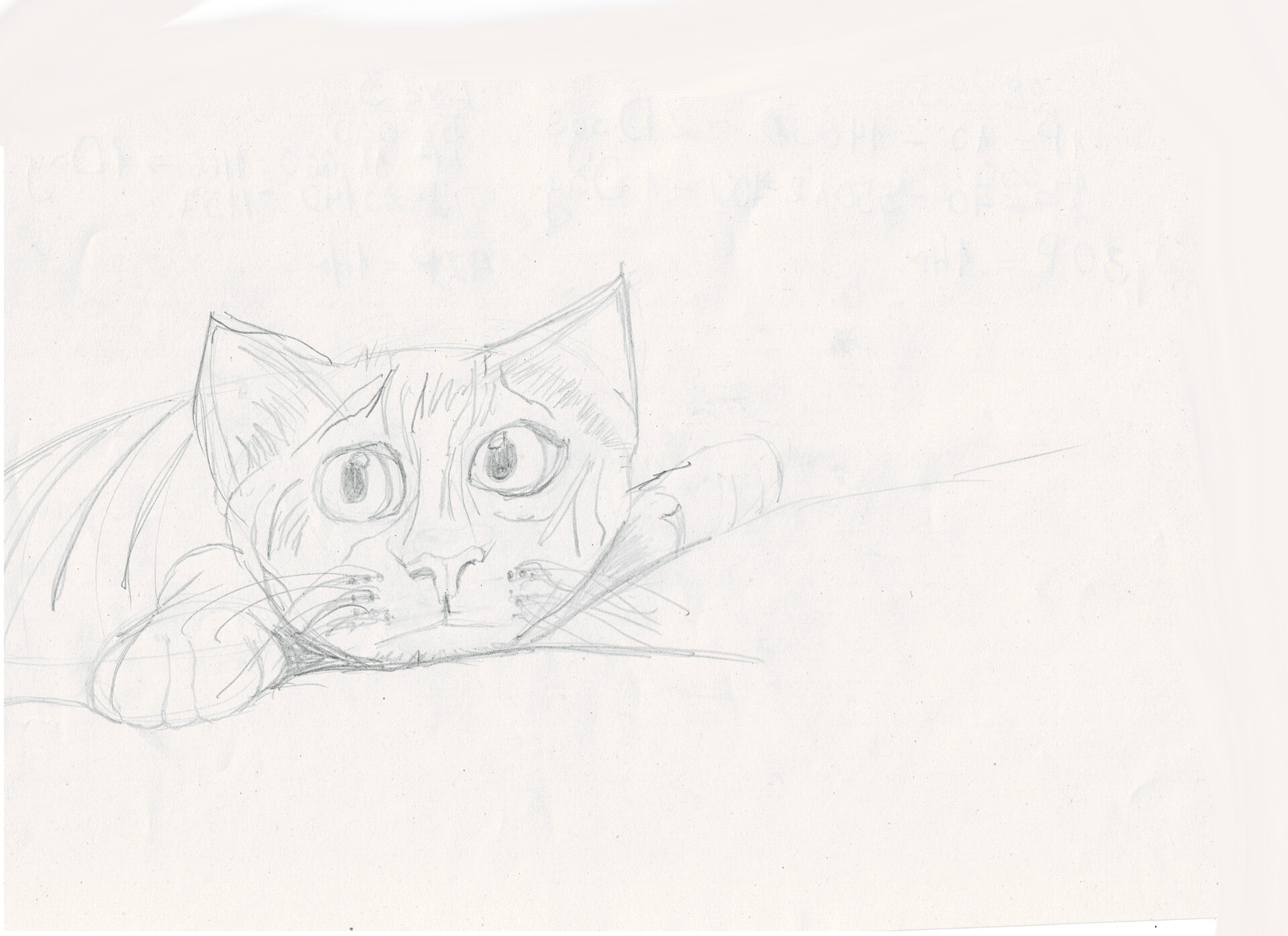 ArtStation - Kitty cat Sketch