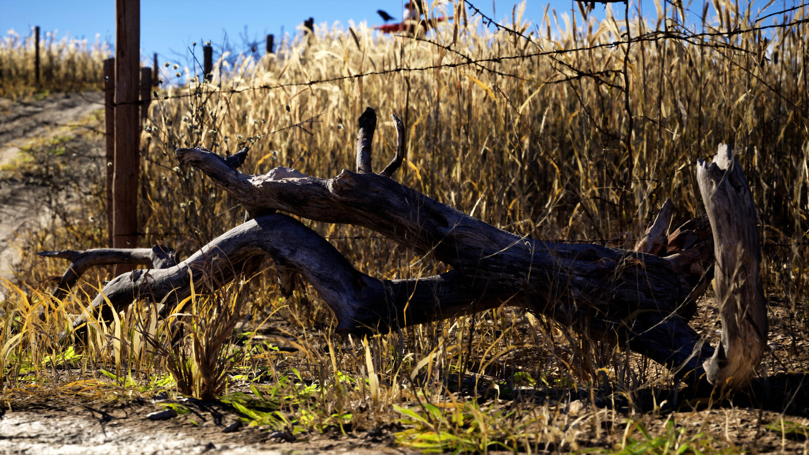 Mert Mimaroglu - Wheat Fields
