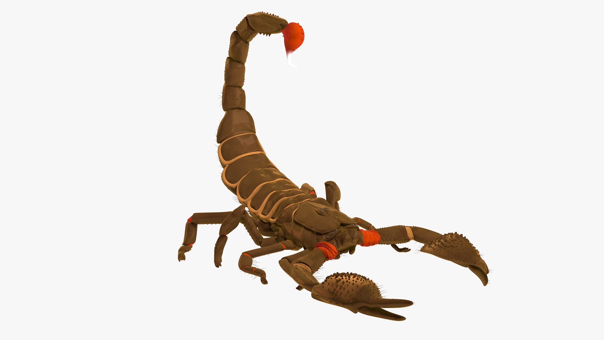 ArtStation - 3D Model of a Scorpion