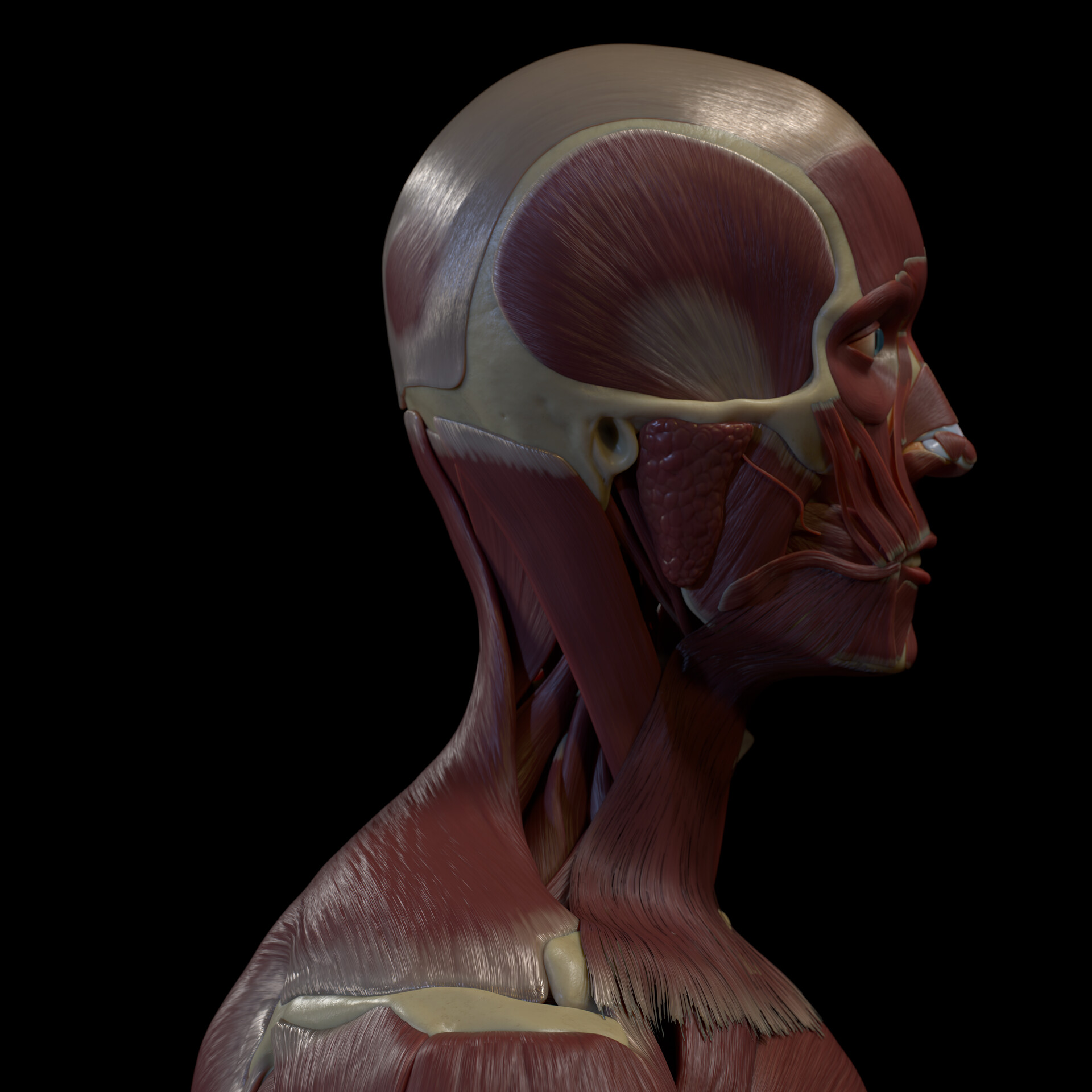 Mustafa Berke Güreltöl - Écorché - Anatomy Study