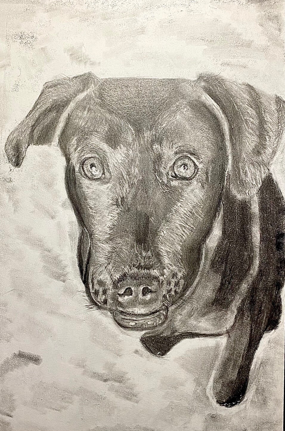 ArtStation - Dog Drawing- Black Lab
