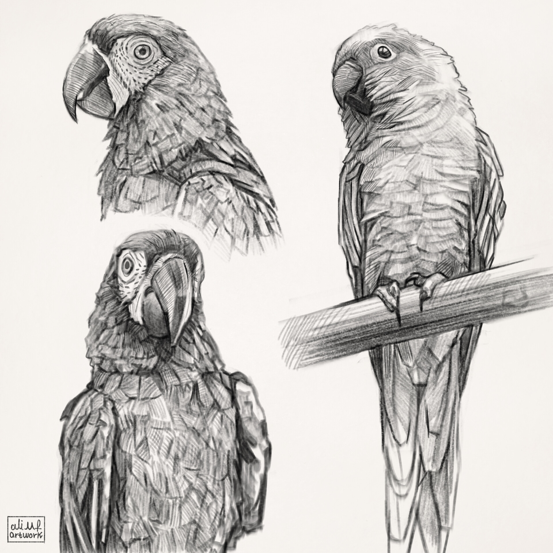 Pencil Sketches Of Animals And Birds