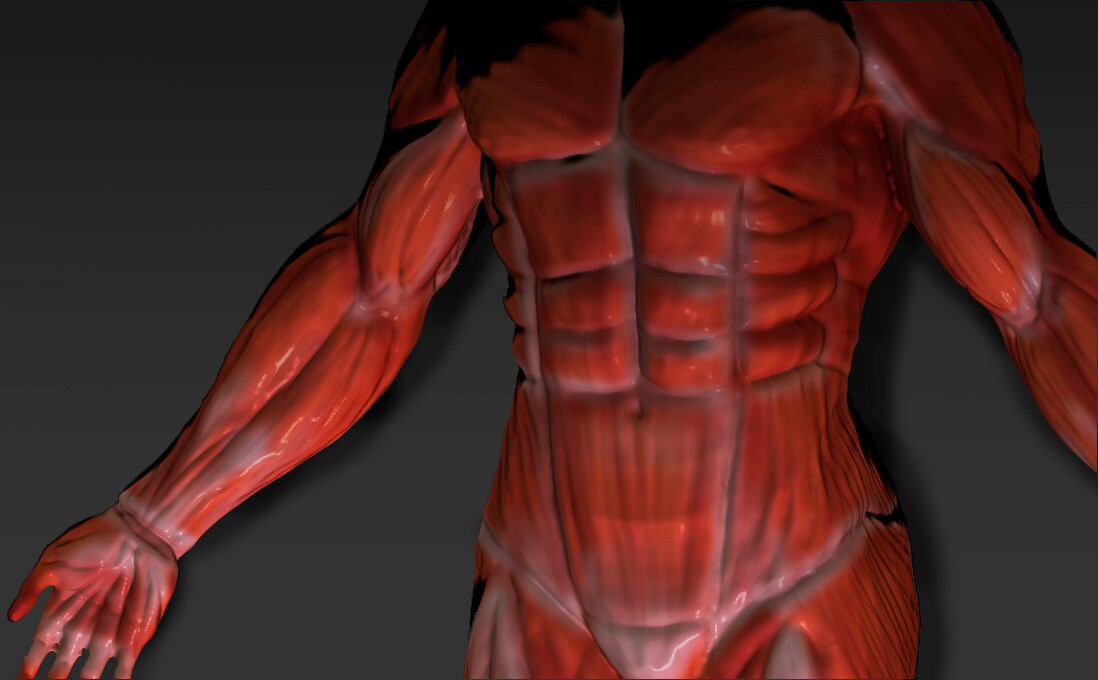 ArtStation - Human Musculature