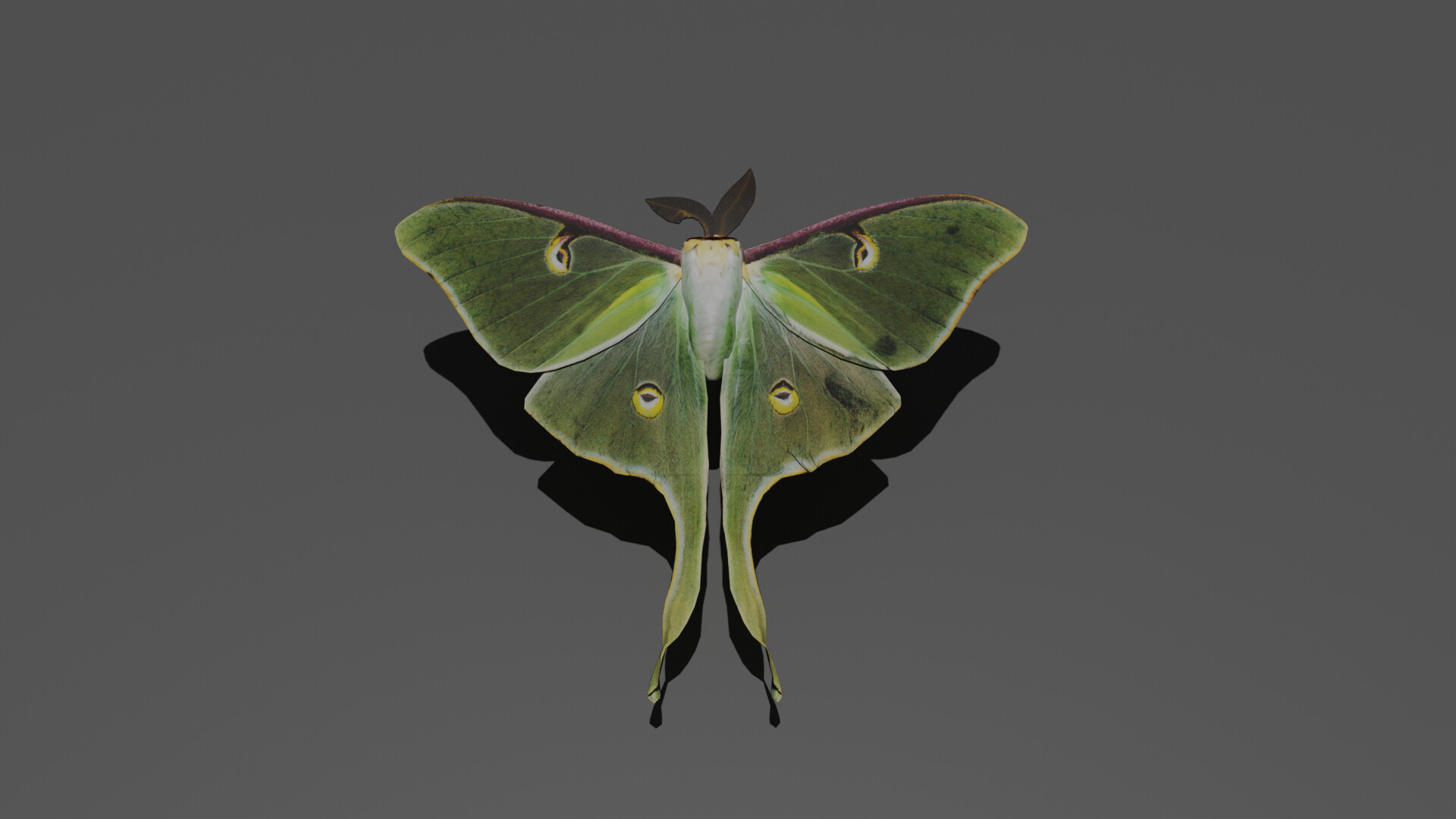 ArtStation - Luna Moth - Lowpoly