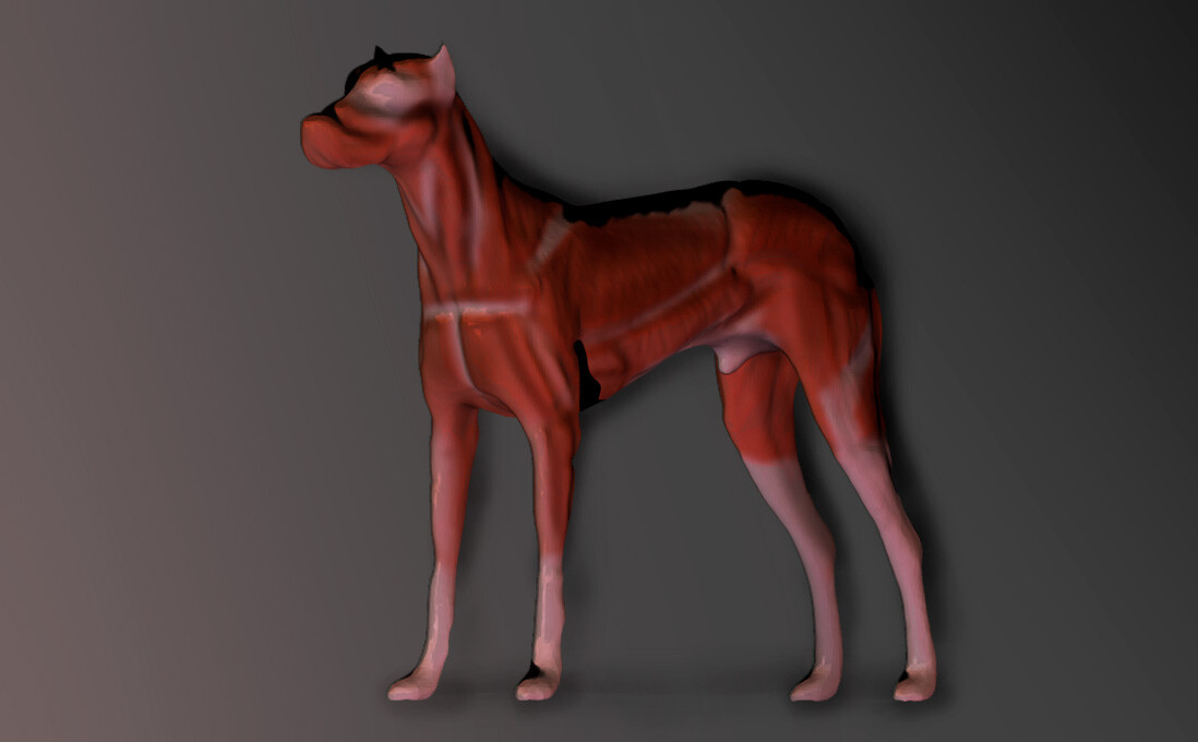 ArtStation - Dog Musculature