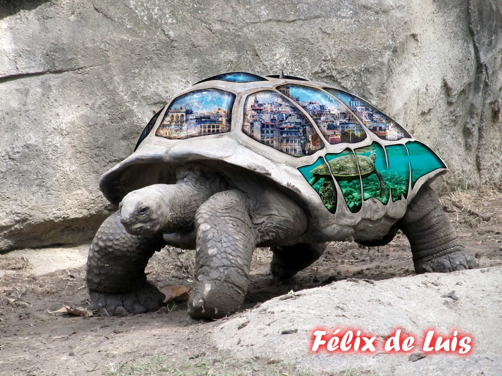 ArtStation - Manipulation turtle - Félix Ruiz Nguyên BEU