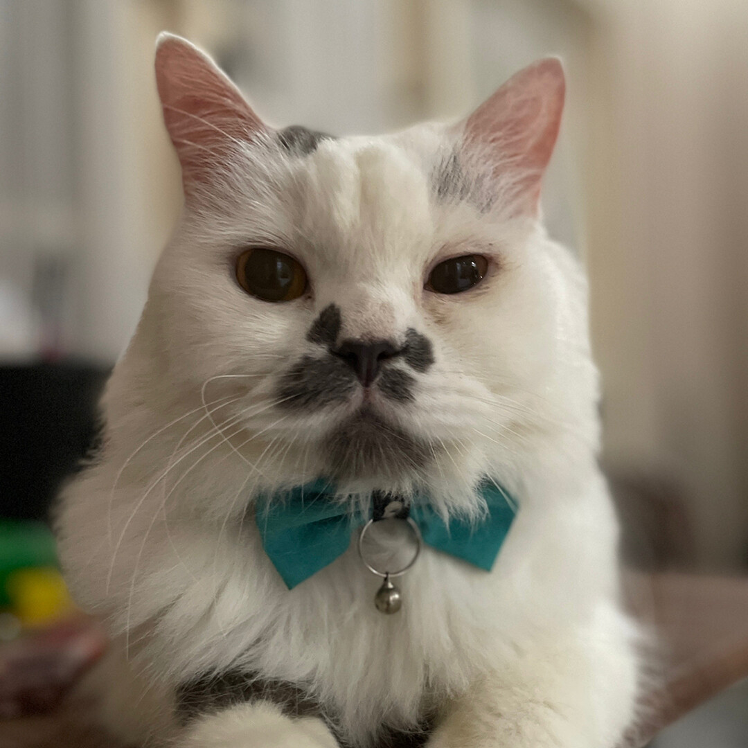 Novan Edo - 2D Mascot Illustration Design - "Cimo: The Whiskered Healer"