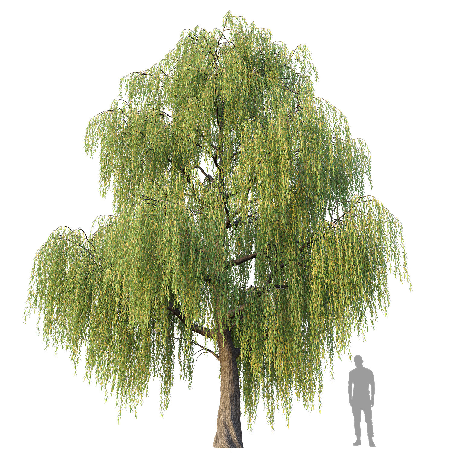 ArtStation - Willow Tree