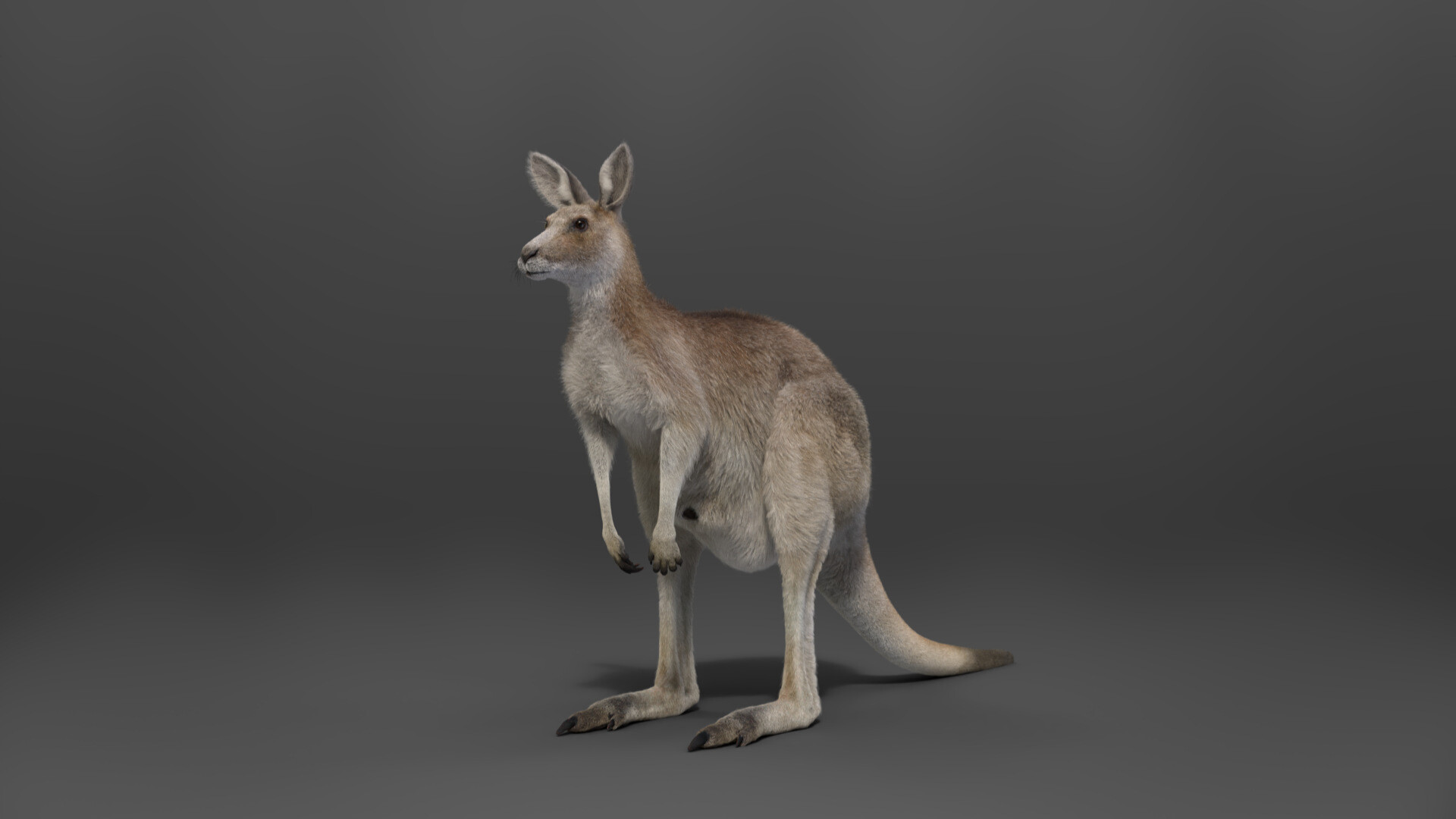 VFX models - Female Kangaroo Animation