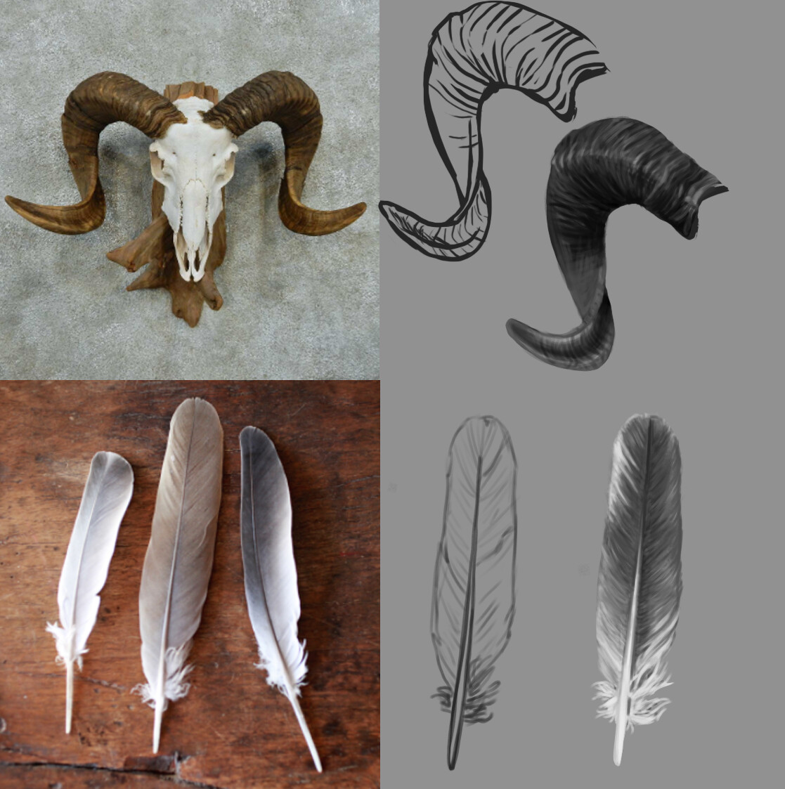 ArtStation - Animal Part Studies