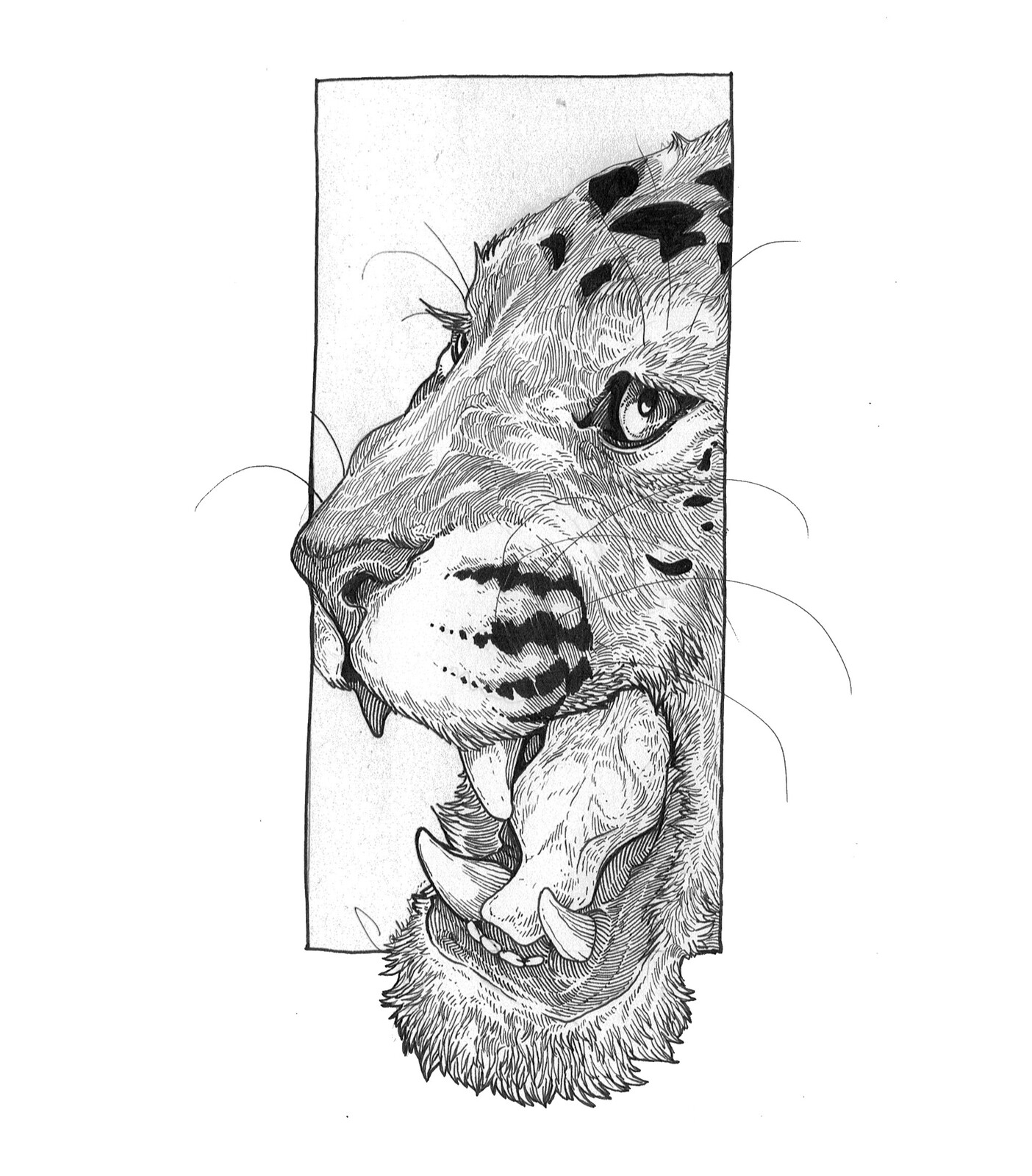 Candace Breakell - tiger