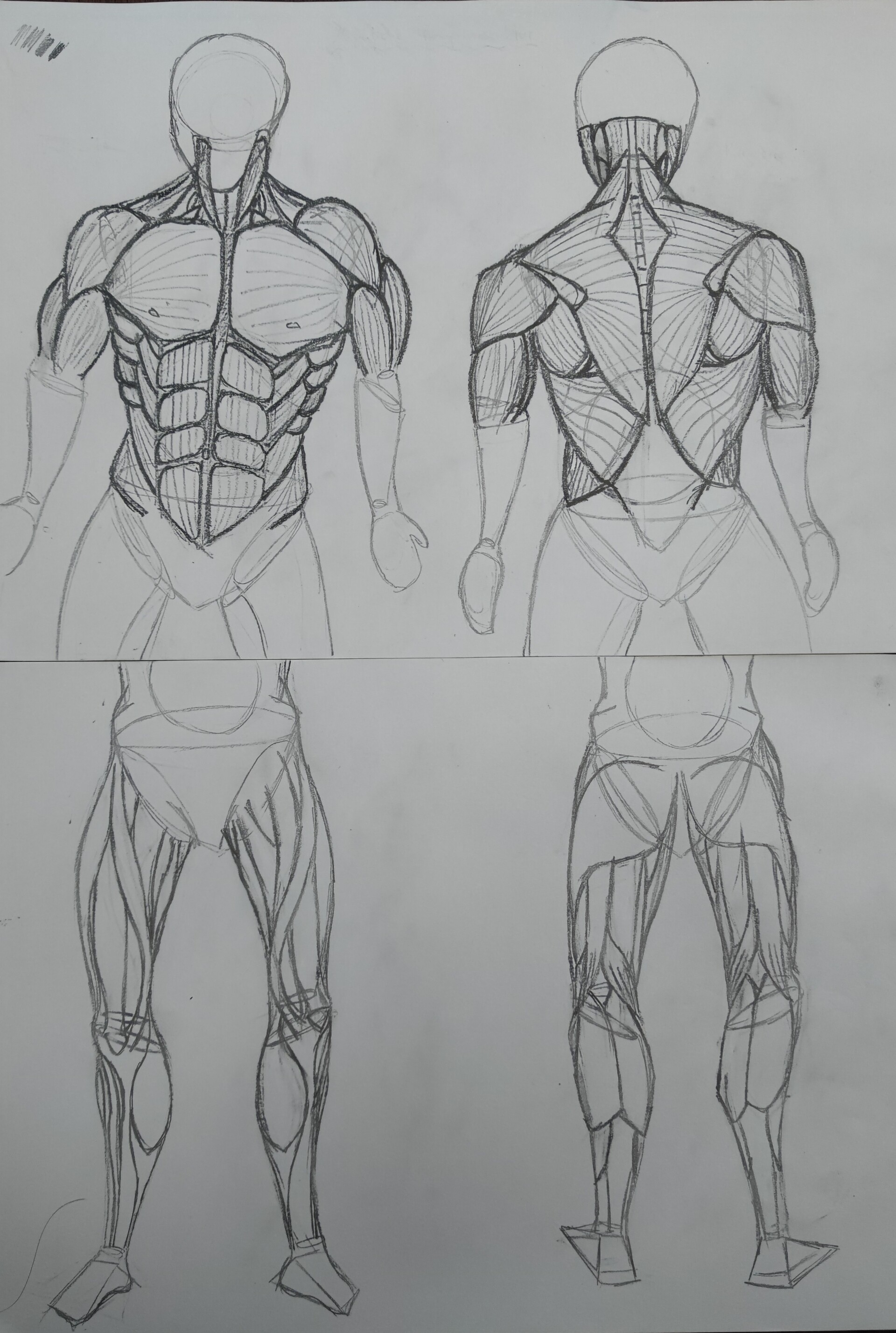 ArtStation - Character Design: Anatomy Exercises