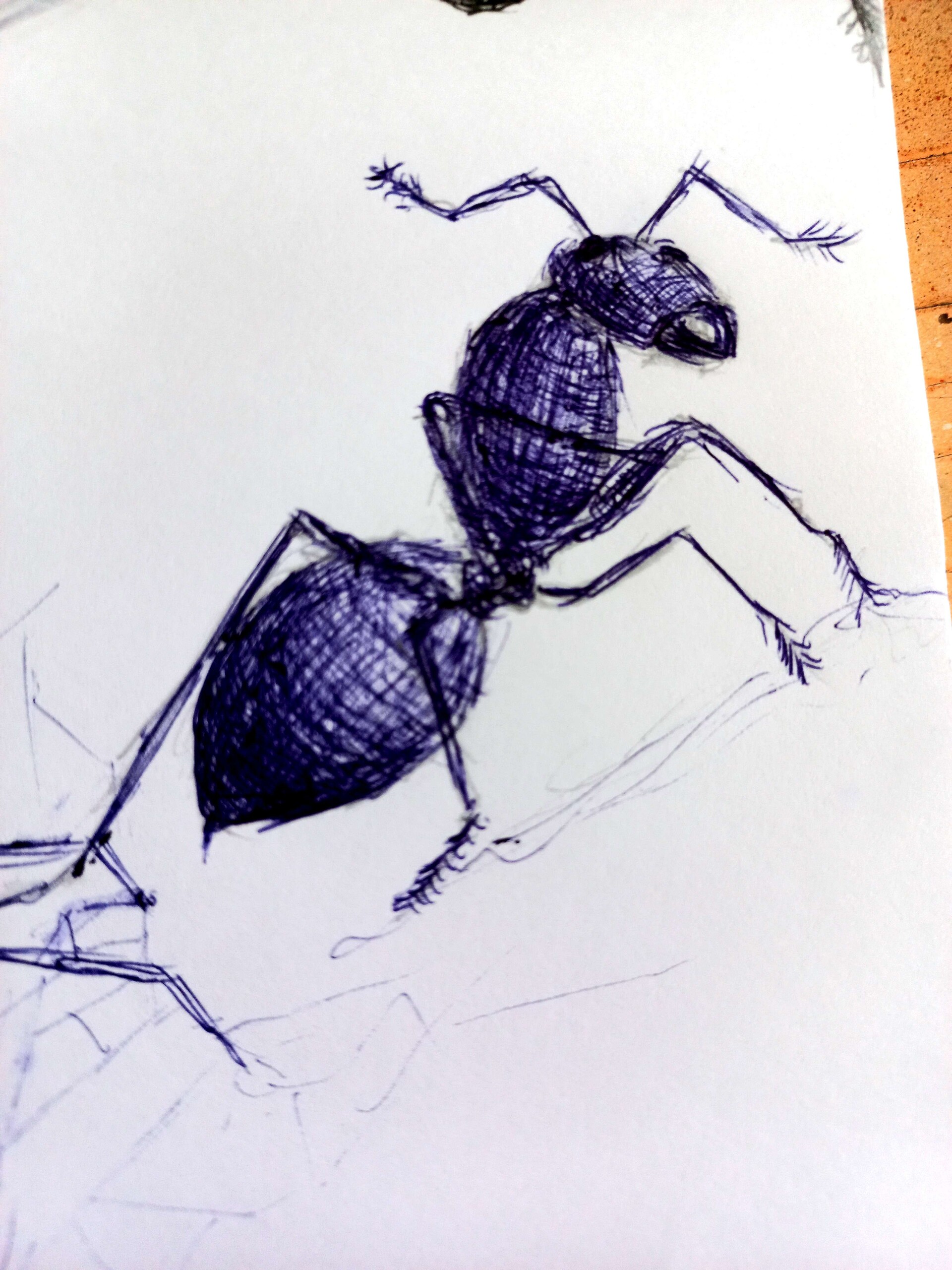 ArtStation - Scribble line art of insects