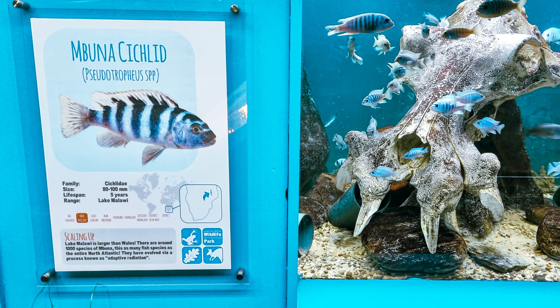 ArtStation - Zoo Interpretation / Graphic Design