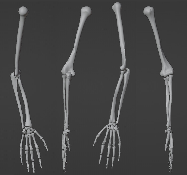 AAA Studios - Anatomy Study WIP Human Skeleton