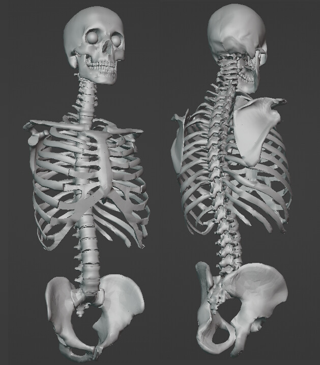 AAA Studios - Anatomy Study WIP Human Skeleton