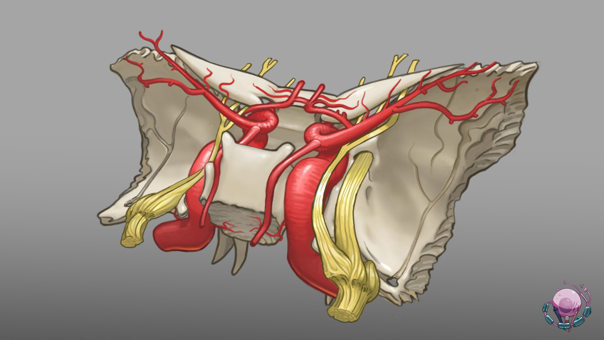 Patrik Vojtas - Stylized Sphenoid Bone illustration