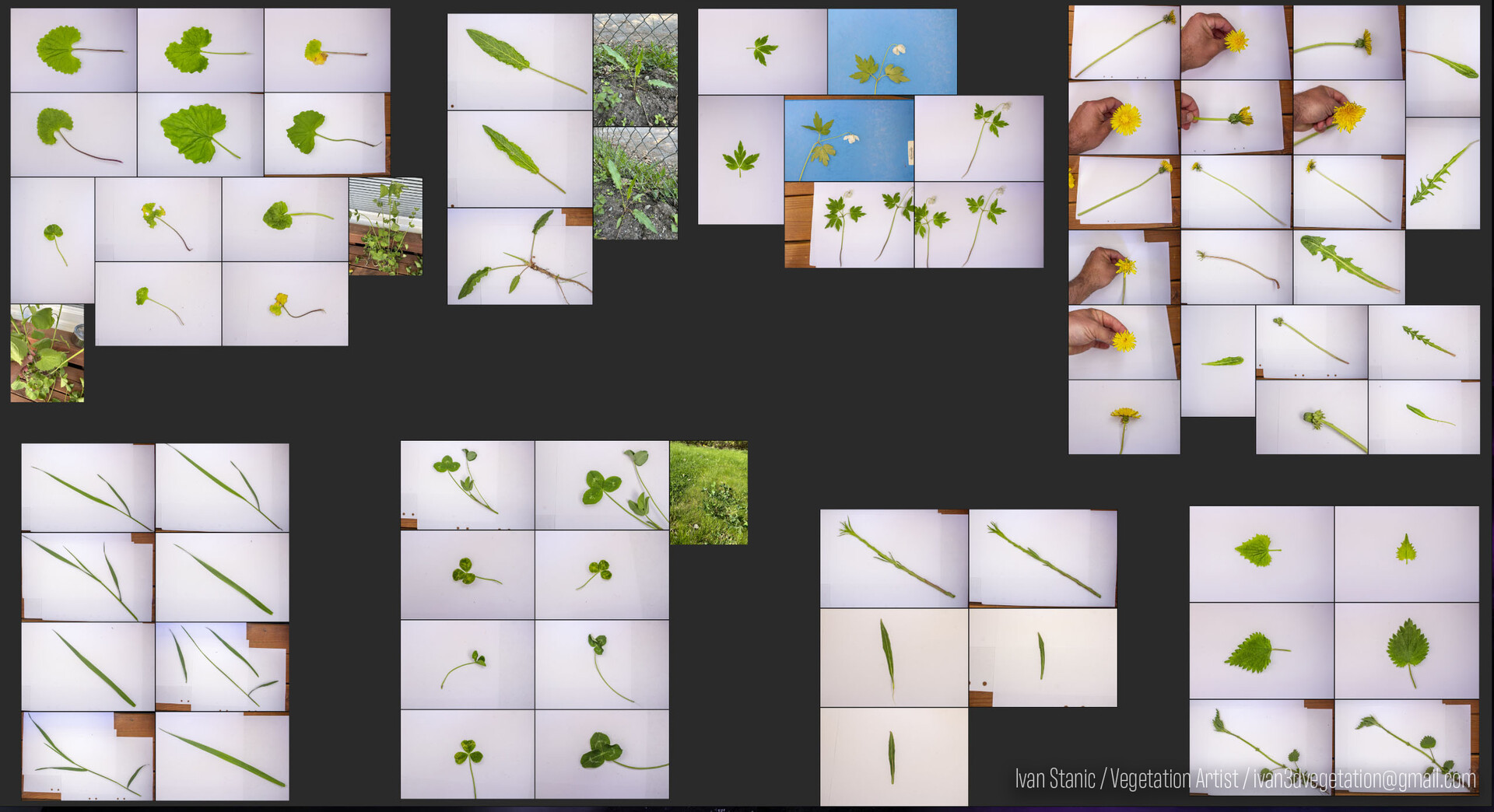 Ivan Stanic - Ground Pack Foliage