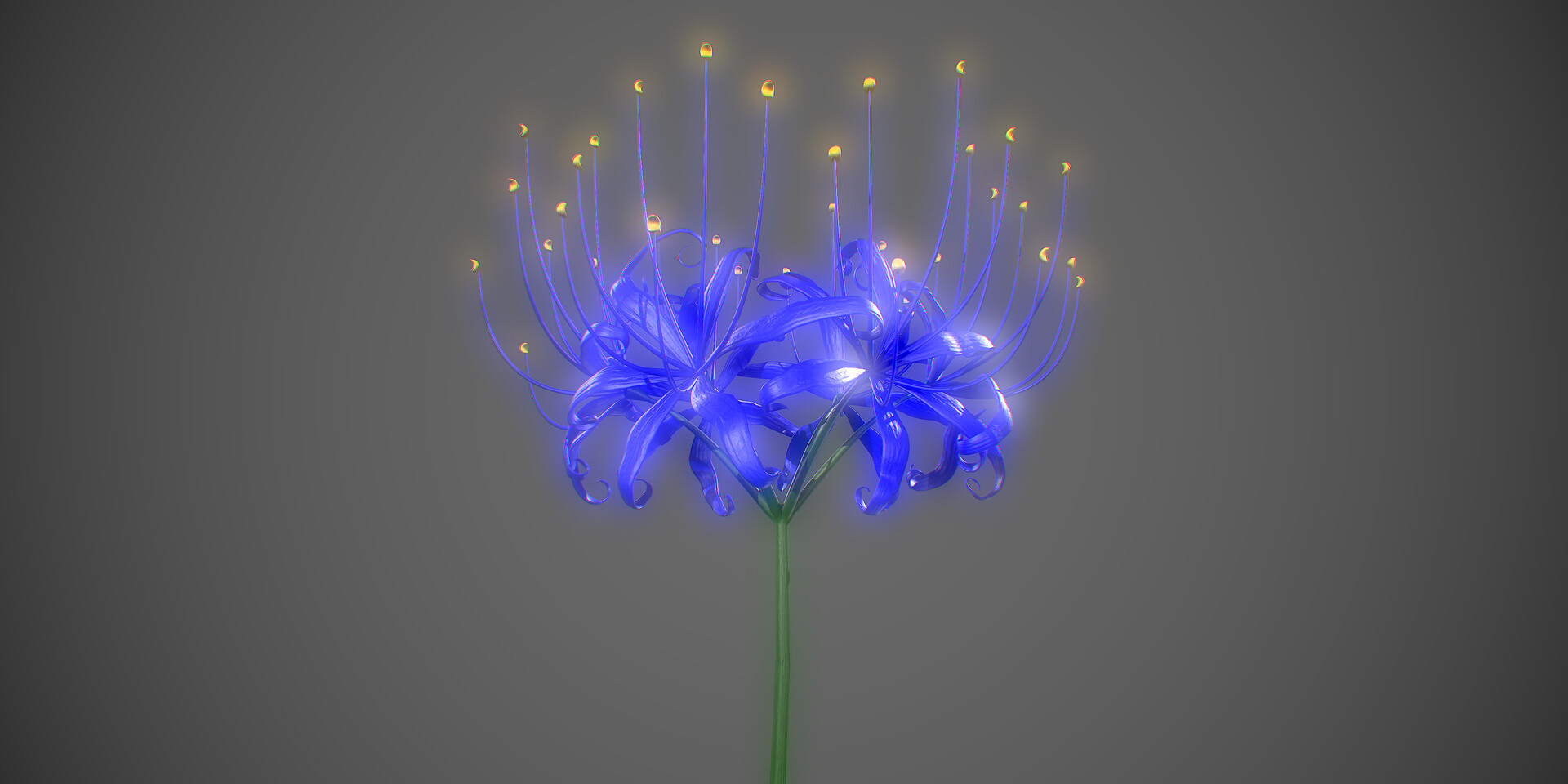 Blue Spider Lily Flower